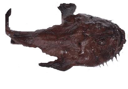 コラム: 漁業診断士 OCEAN-TRUST Blog